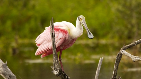 Roseate spoonbills are becoming a more common sight