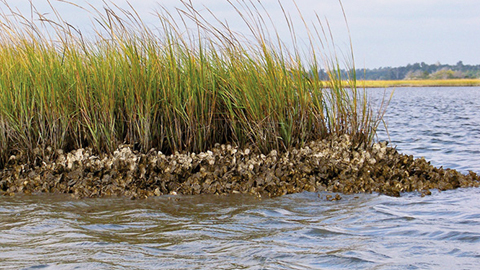 shellfish (clams and oysters) in coastal waters of South Carolina is set to