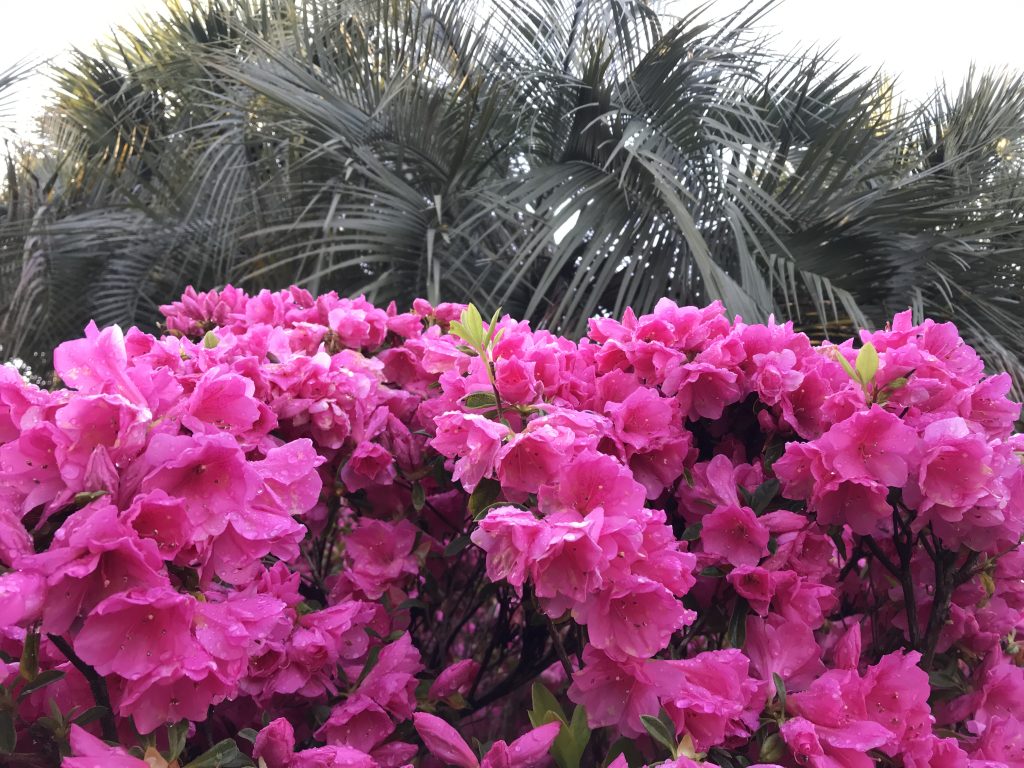 Beaufort's Spring Blooms - Visit Beaufort South Carolina! The Official ...